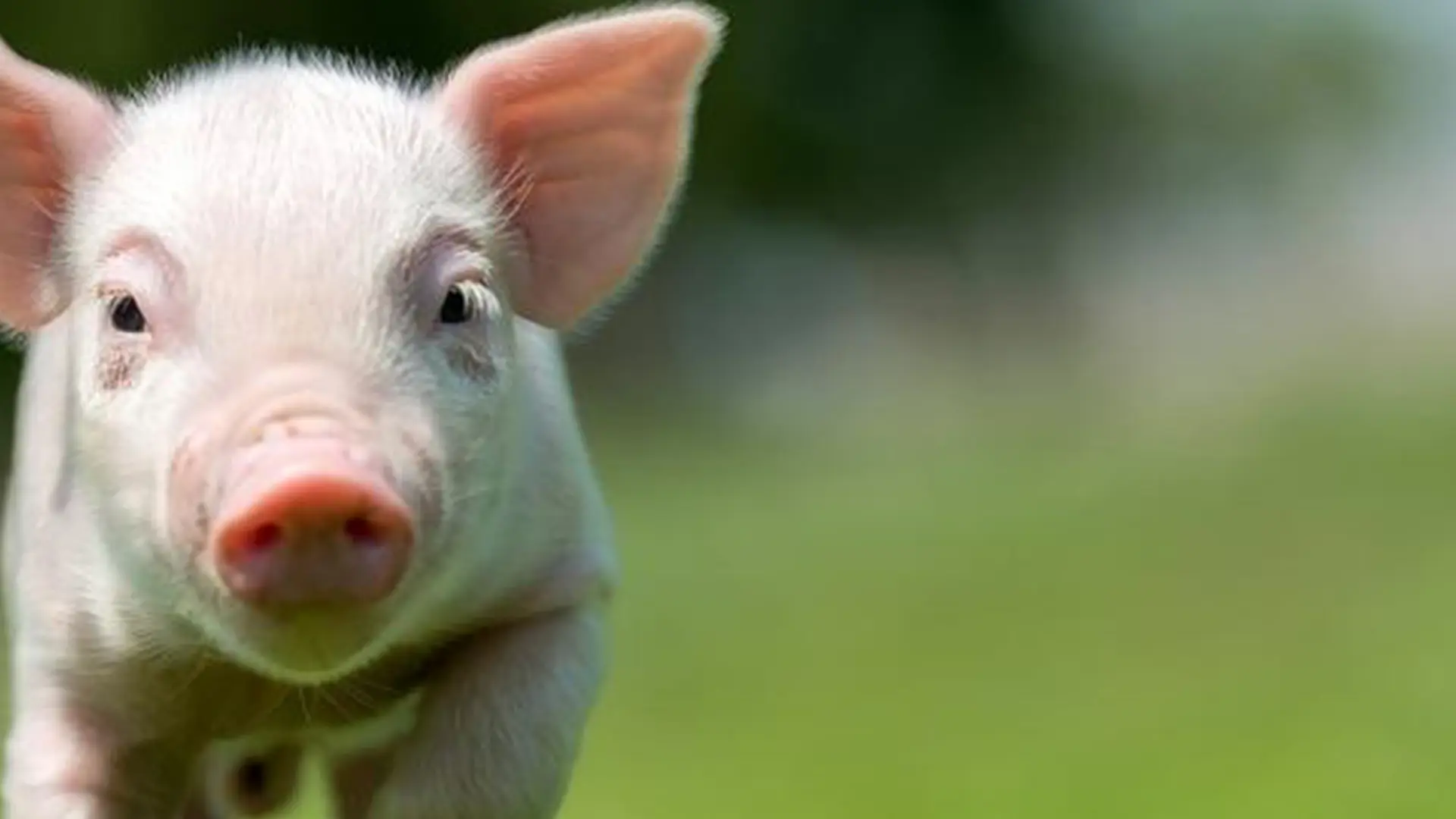 Beginnen met veganistisch leven - Nederlandse Vereniging voor Veganisme